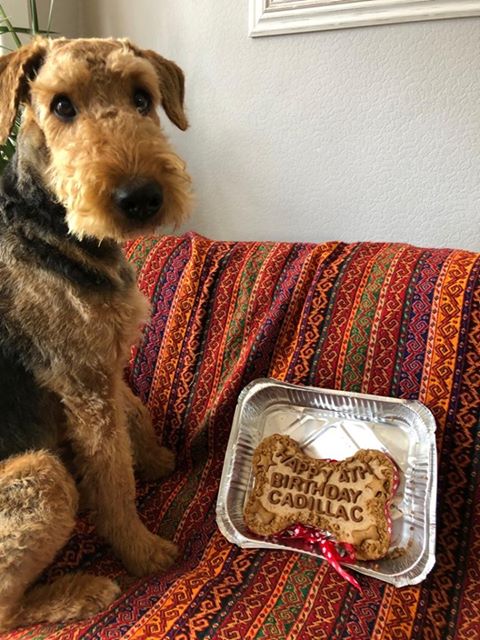 Personalised Gotcha Day Cake – The Woofternoon Tea Company